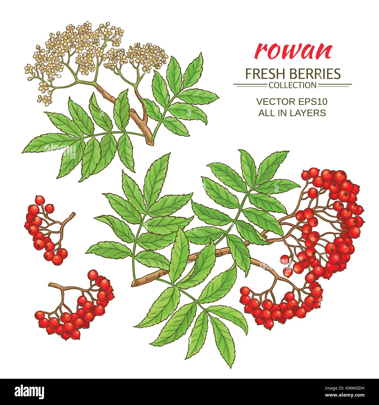 rowan branches vector set on white background Stock Vector Image & Art ...