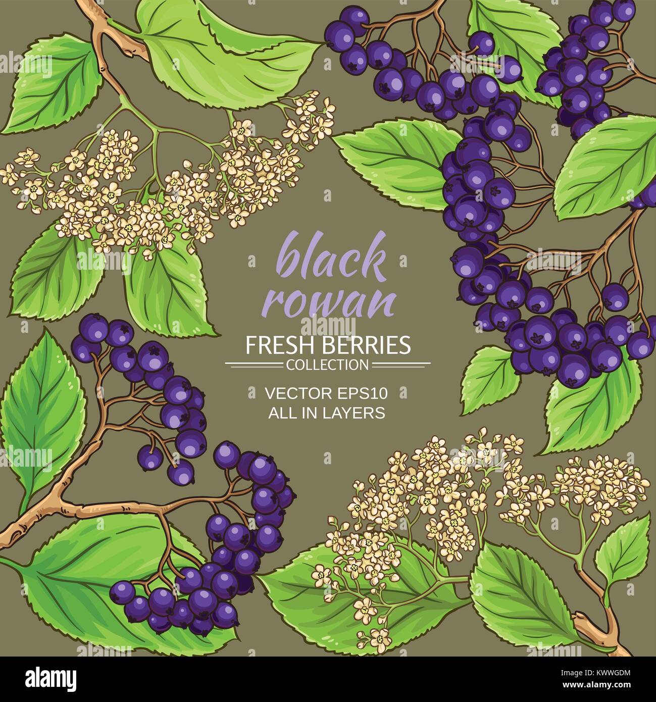 black rowan vector frame on color background Stock Vector Image & Art ...