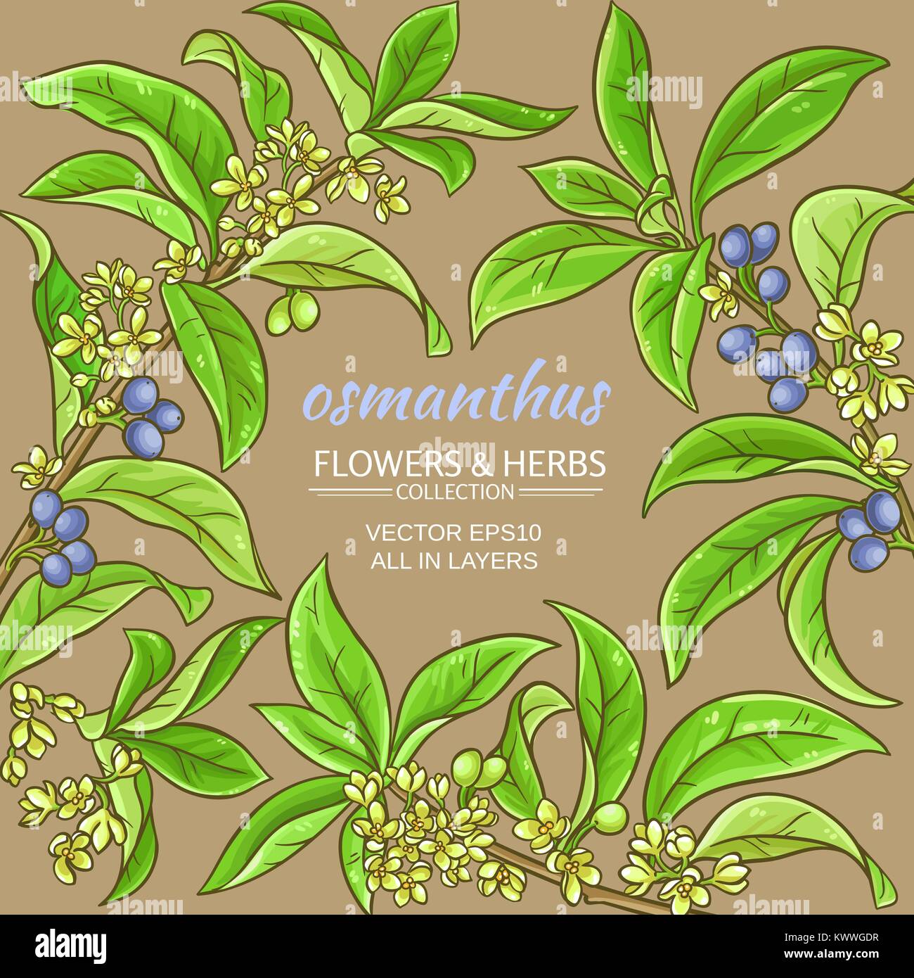 osmanthus branches vector frame on color background Stock Vector Image ...