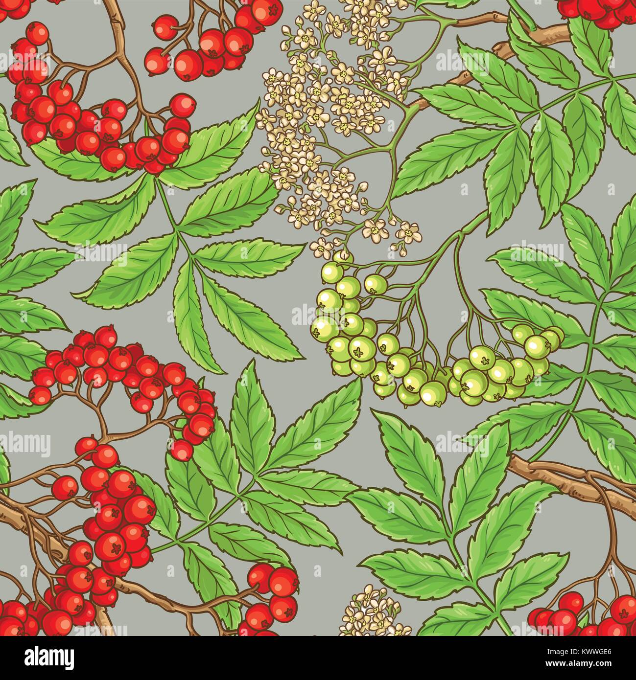 rowan branches vector pattern on color background Stock Vector Image ...