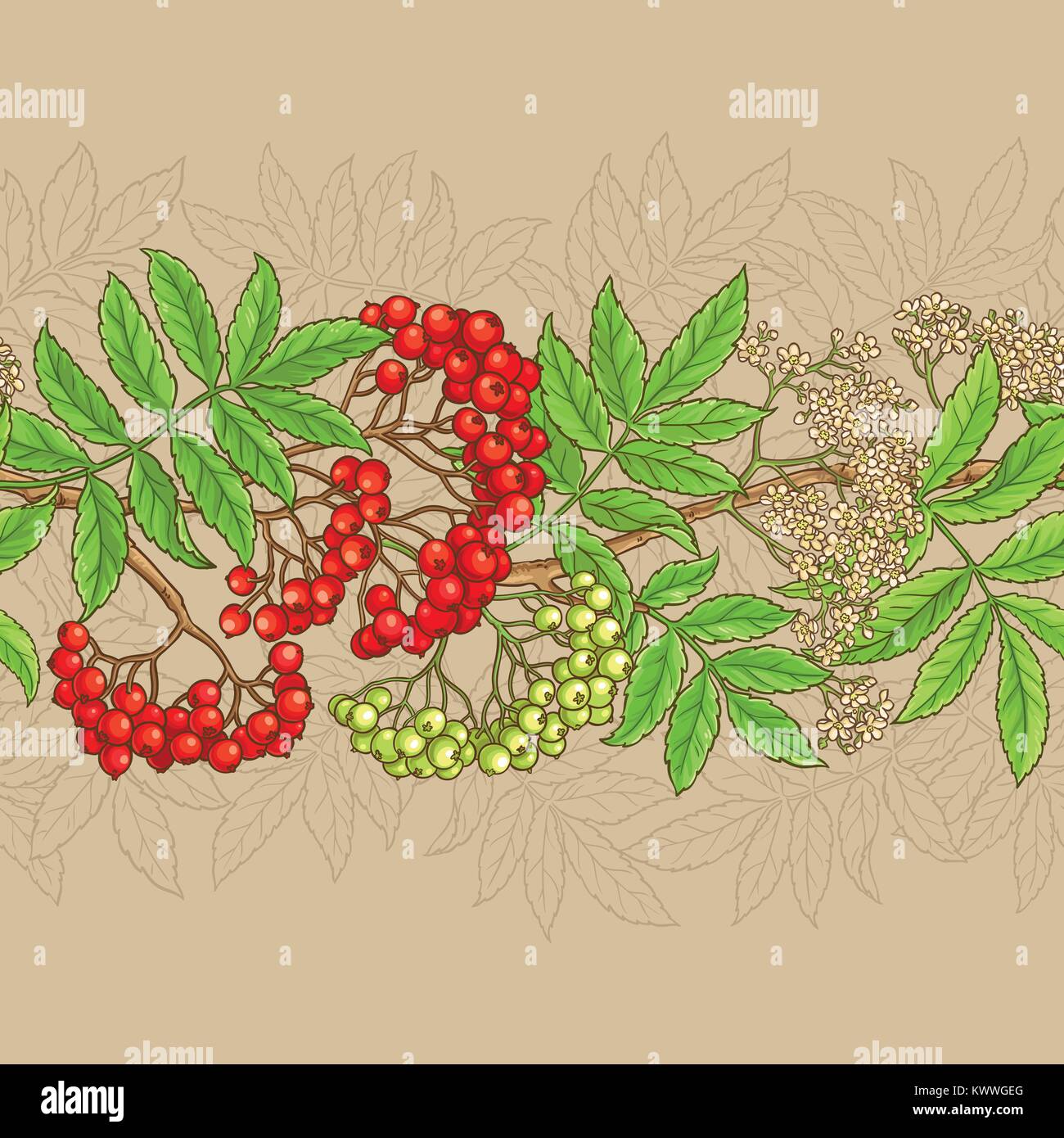 rowan branches vector pattern on color background Stock Vector Image ...