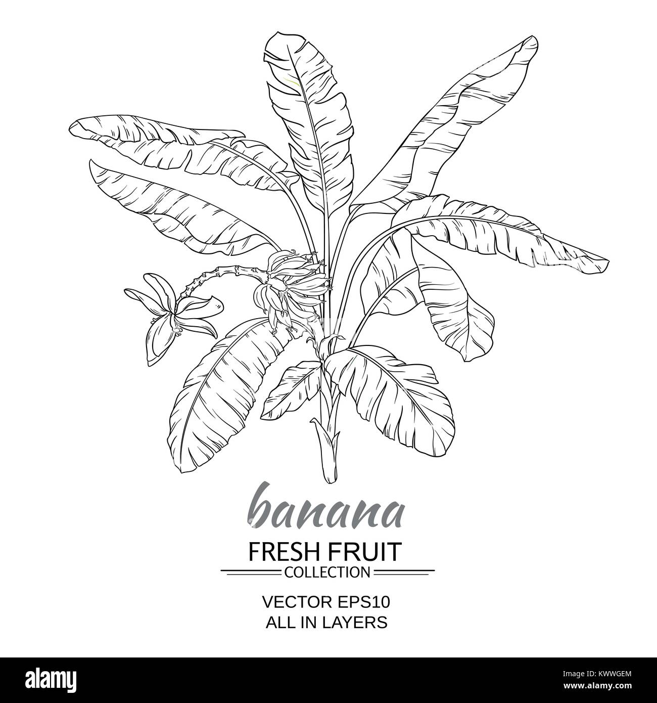 Banana Tree Background Vector