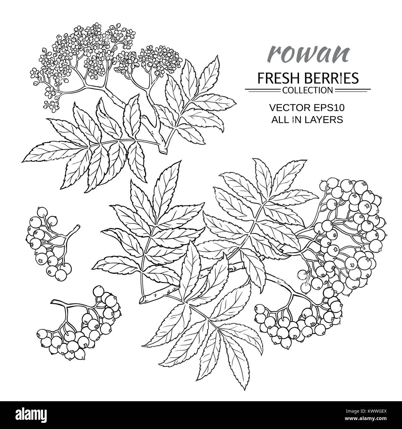 Rowan tree branch isolated Black and White Stock Photos & Images - Alamy