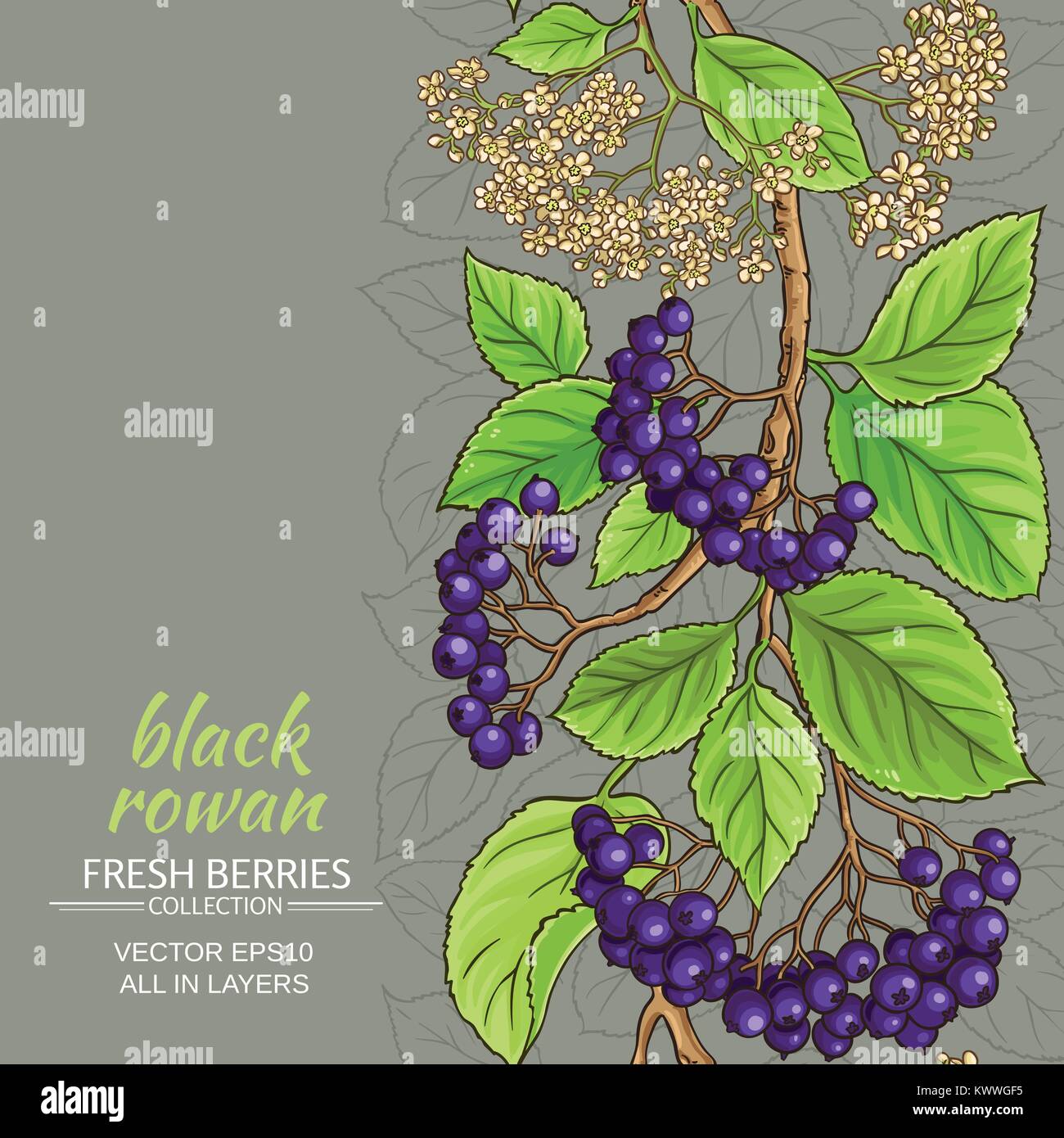 black rowan vector pattern on color background Stock Vector Image & Art ...