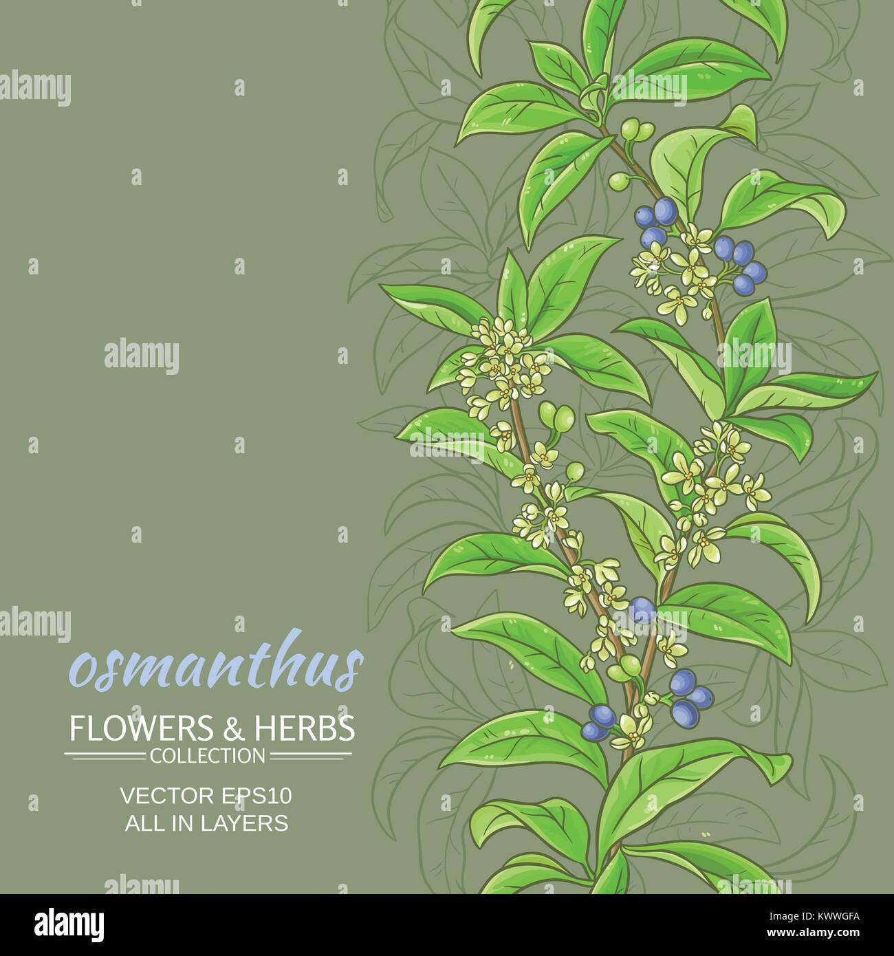 osmanthus branches vector pattern on color background Stock Vector ...