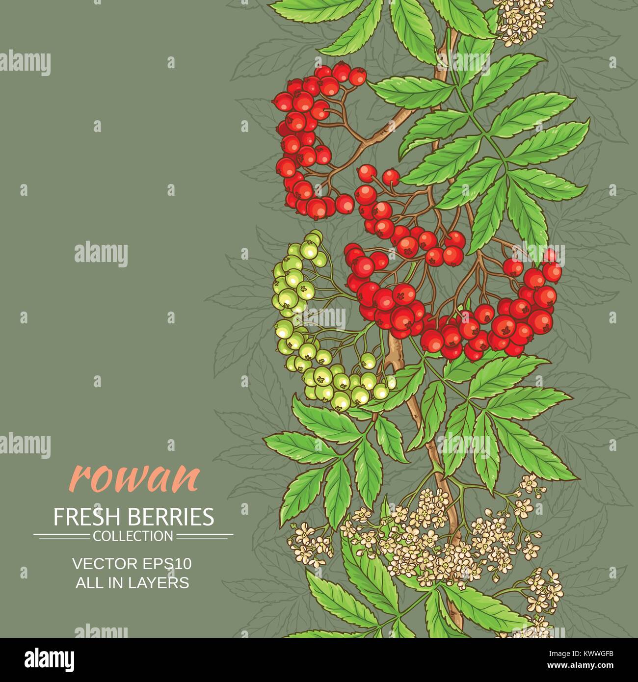 rowan branches vector pattern on color background Stock Vector Image ...