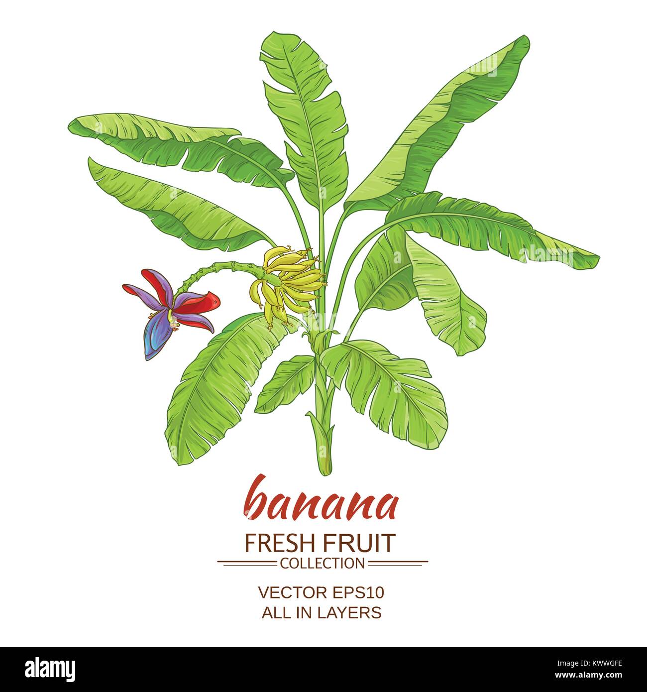 Banana Tree Plant Vector