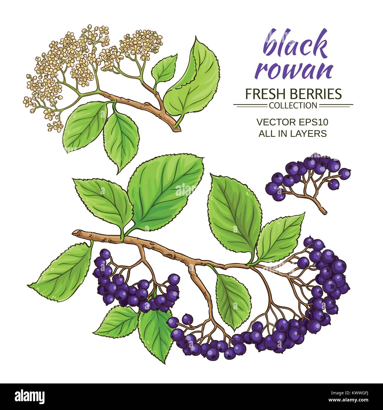 black rowan branches vector set on white background Stock Vector Image ...