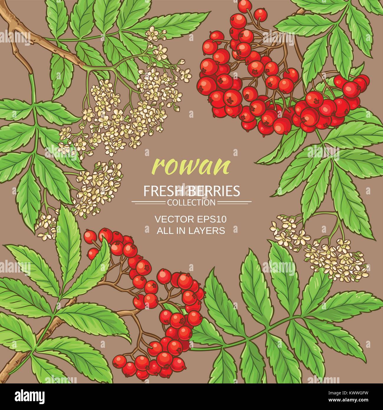 rowan branches vector frame on color background Stock Vector Image ...