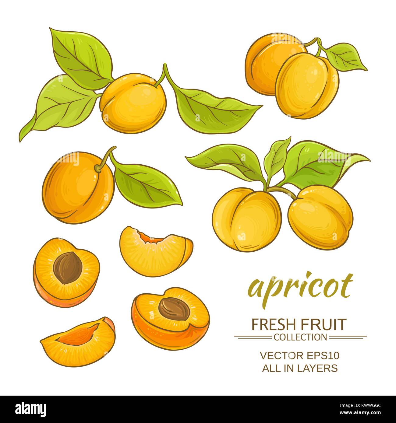 apricot fruits vector set on white background Stock Vector Image & Art ...