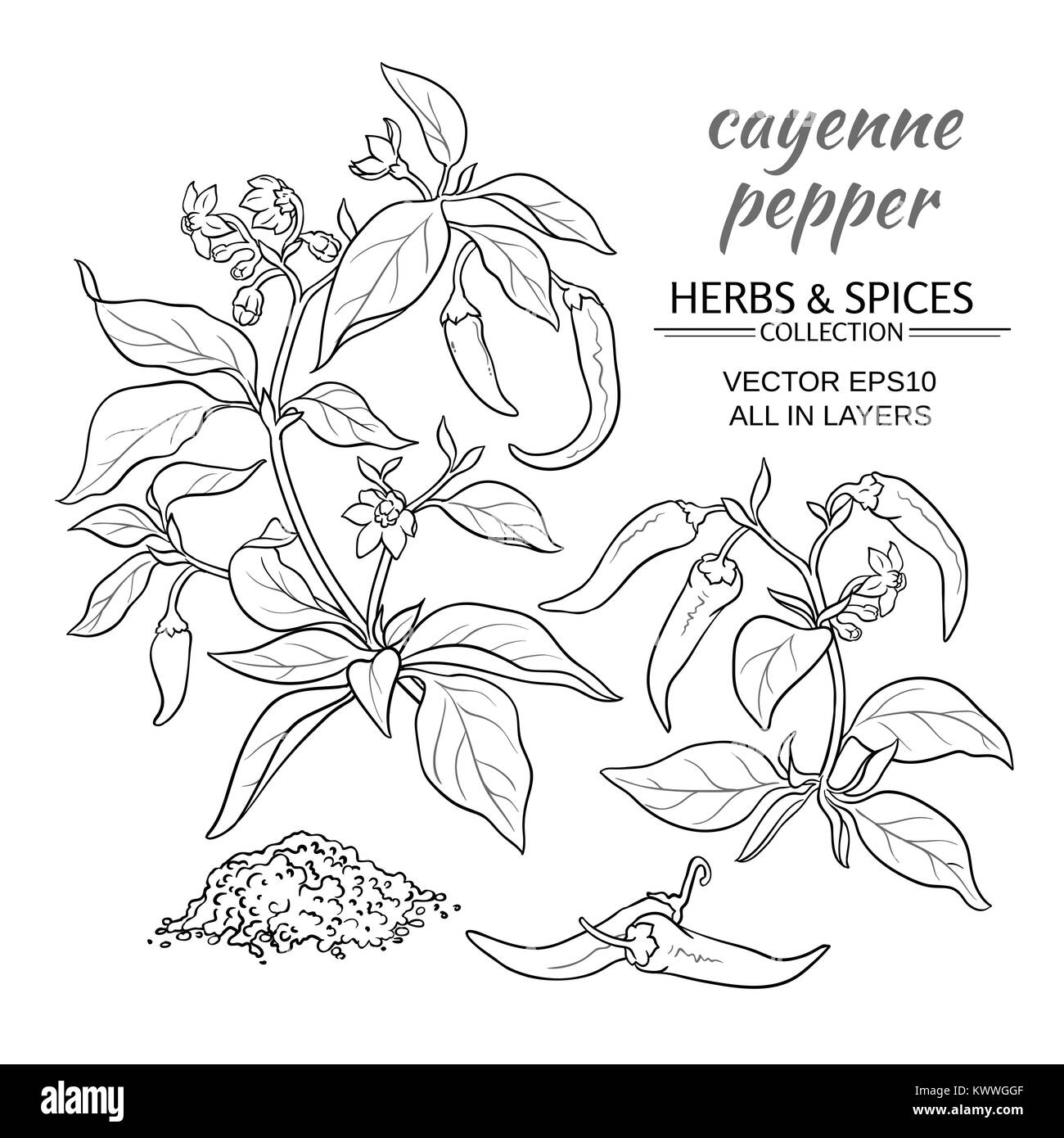 cayenne pepper vector set on color background Stock Vector Image & Art ...