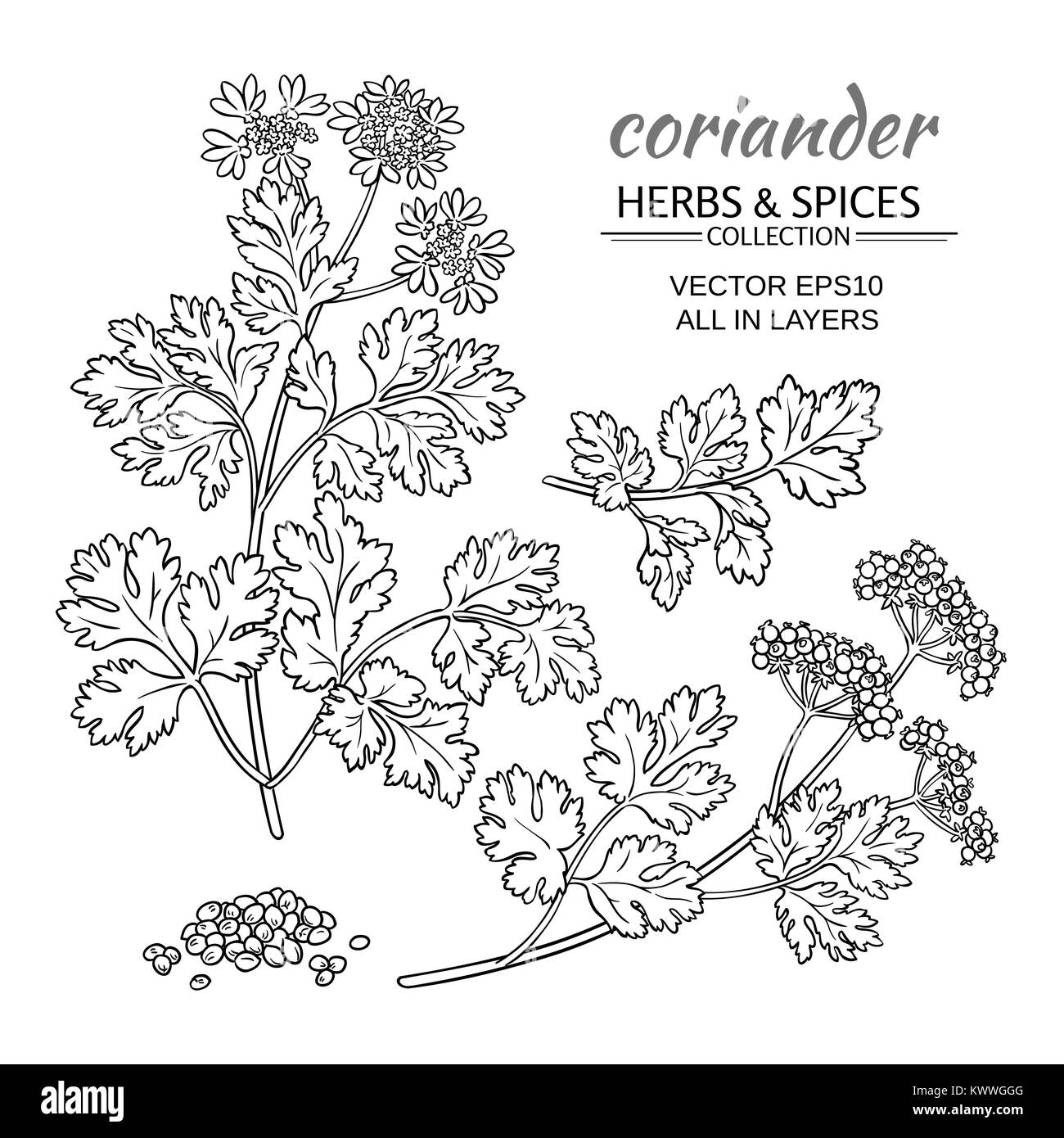 Coriander leaf Black and White Stock Photos & Images - Alamy