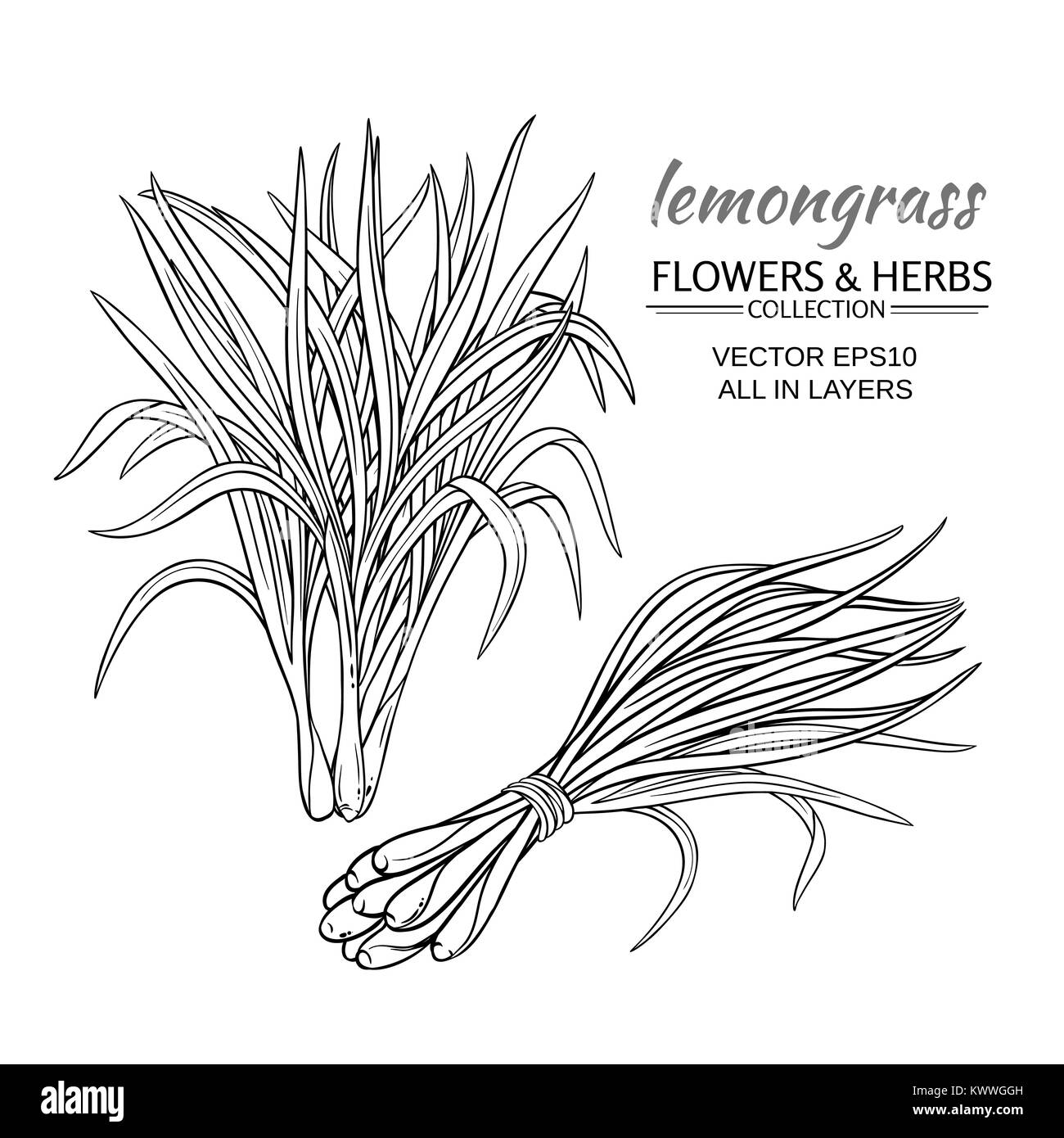 Lemongrass Plant Vector Set On White Background Stock Vector Image And Art Alamy