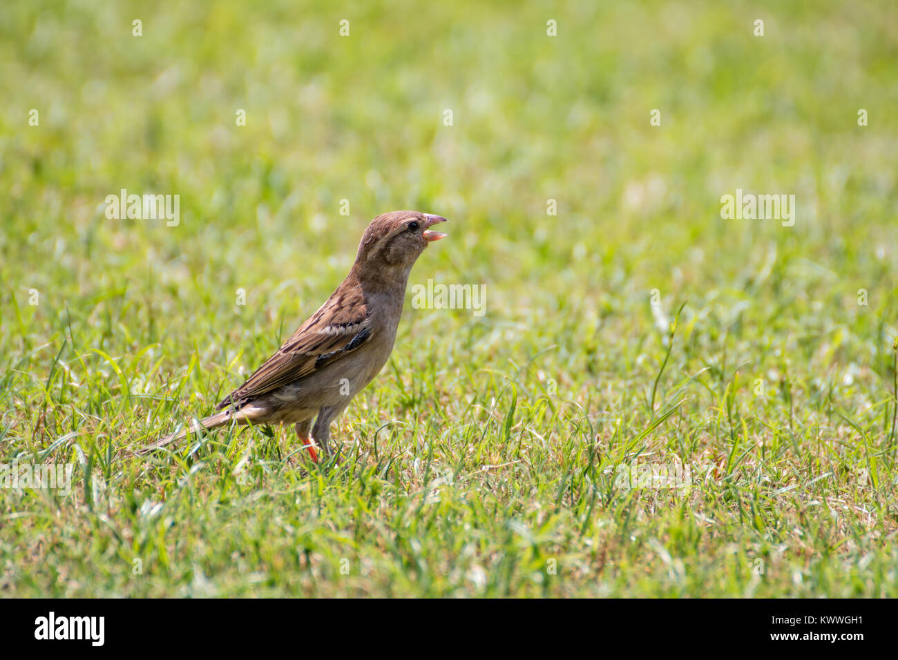 Little Sparrow bird Stock Photo - Alamy