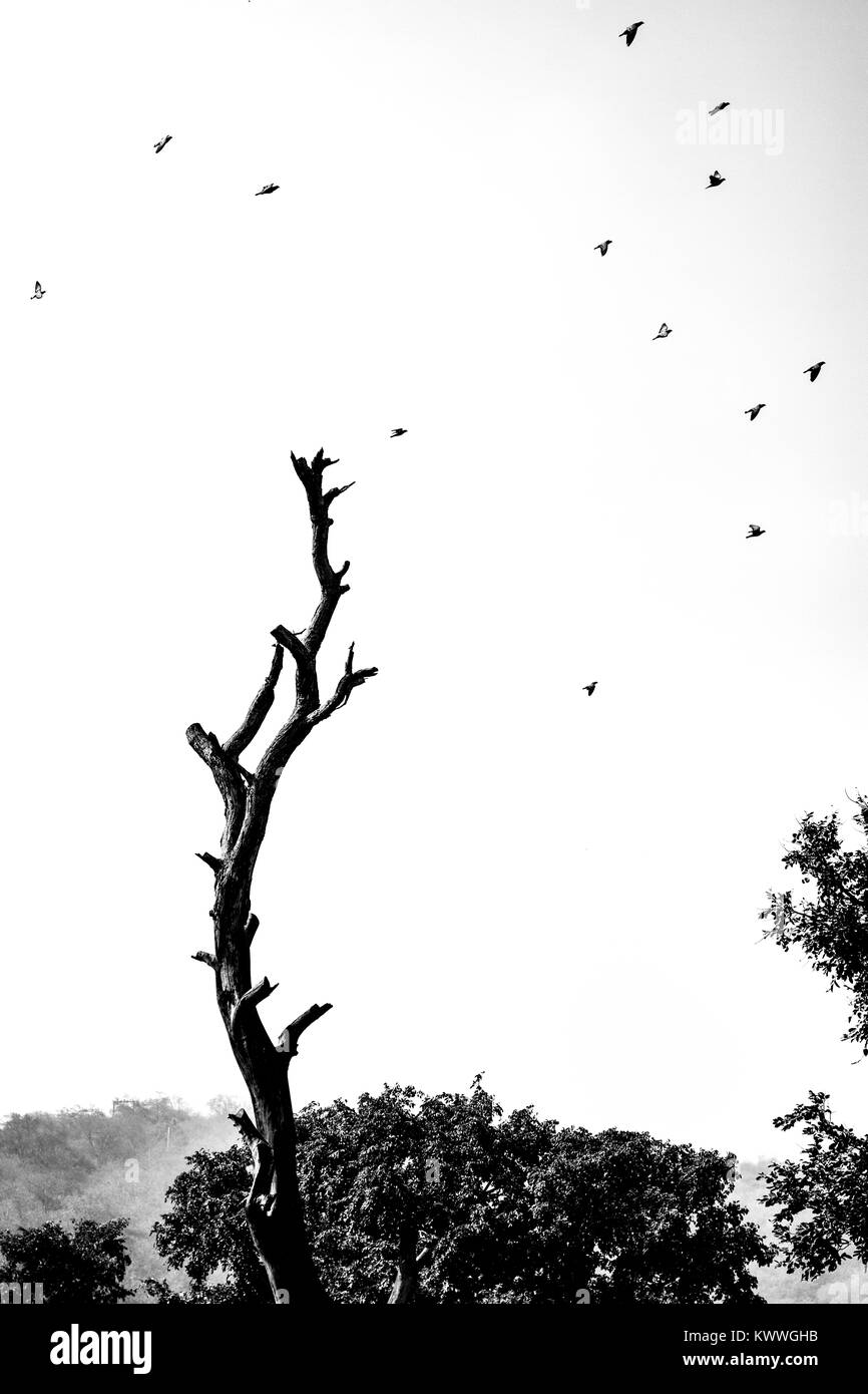 bird flying from tree Stock Photo - Alamy