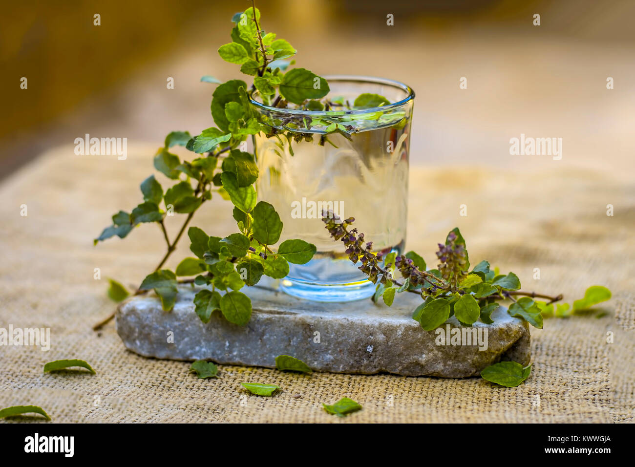 Water of holy basil, tulsi or Ocimum tenuiflorum in a transparent glass ...