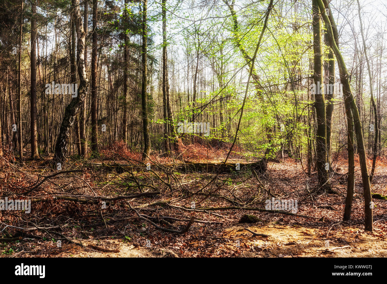 Spring forest with green tree. Springtime landscape. Nature reserve in ...