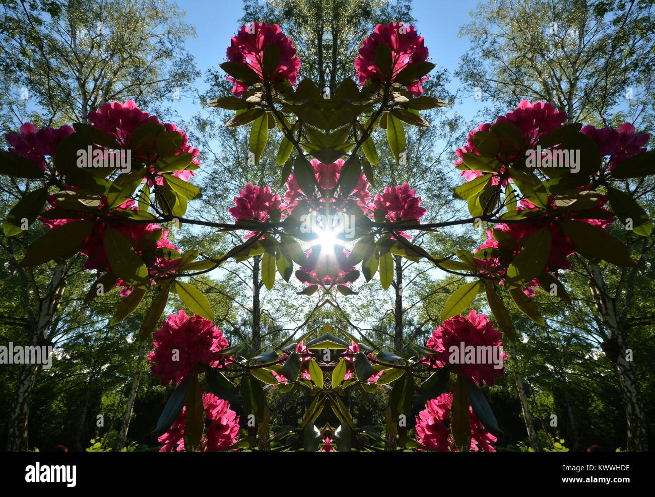 Berlin Spring Flowers Symmetrical Impressions by Alfred Georg Sonsalla ...