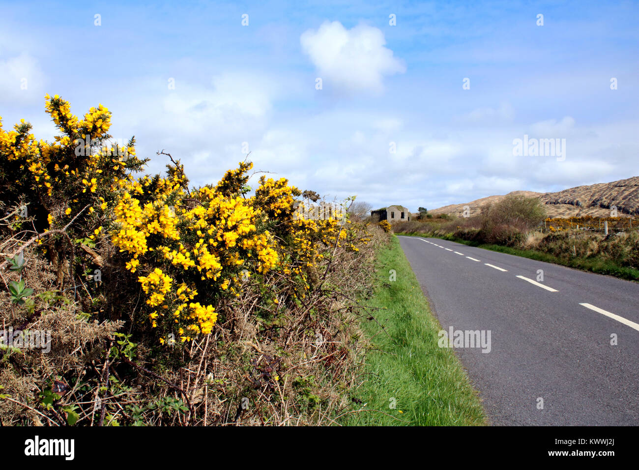 Gorse bushes with yellow flowers hi-res stock photography and images ...
