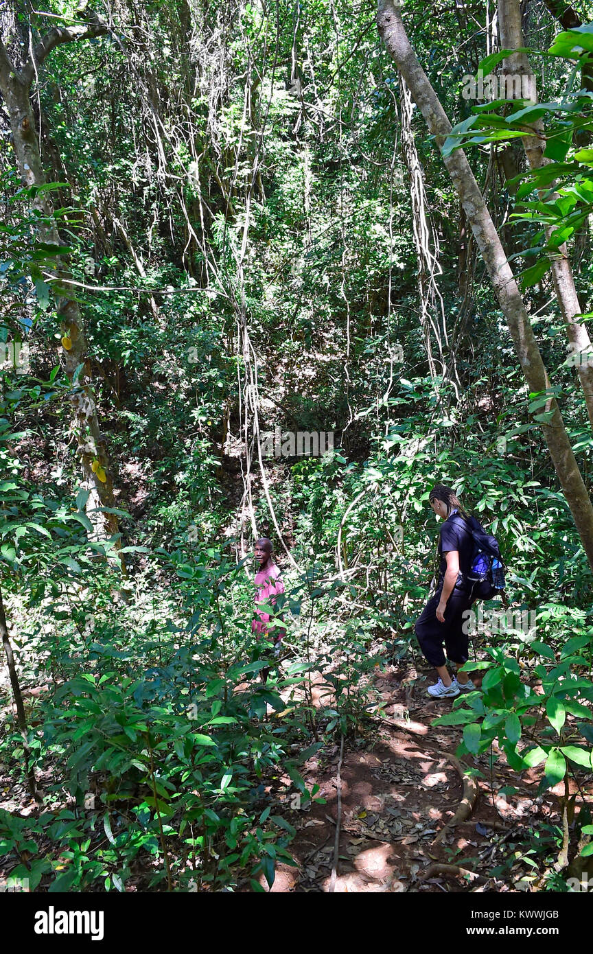 Rain forest at Lokobe Reserve, Nosy be, Madagascar Stock Photo - Alamy