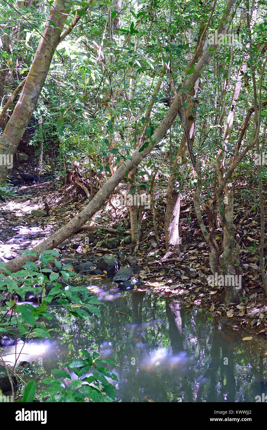 Rain forest at Lokobe Reserve, Nosy be, Madagascar Stock Photo - Alamy
