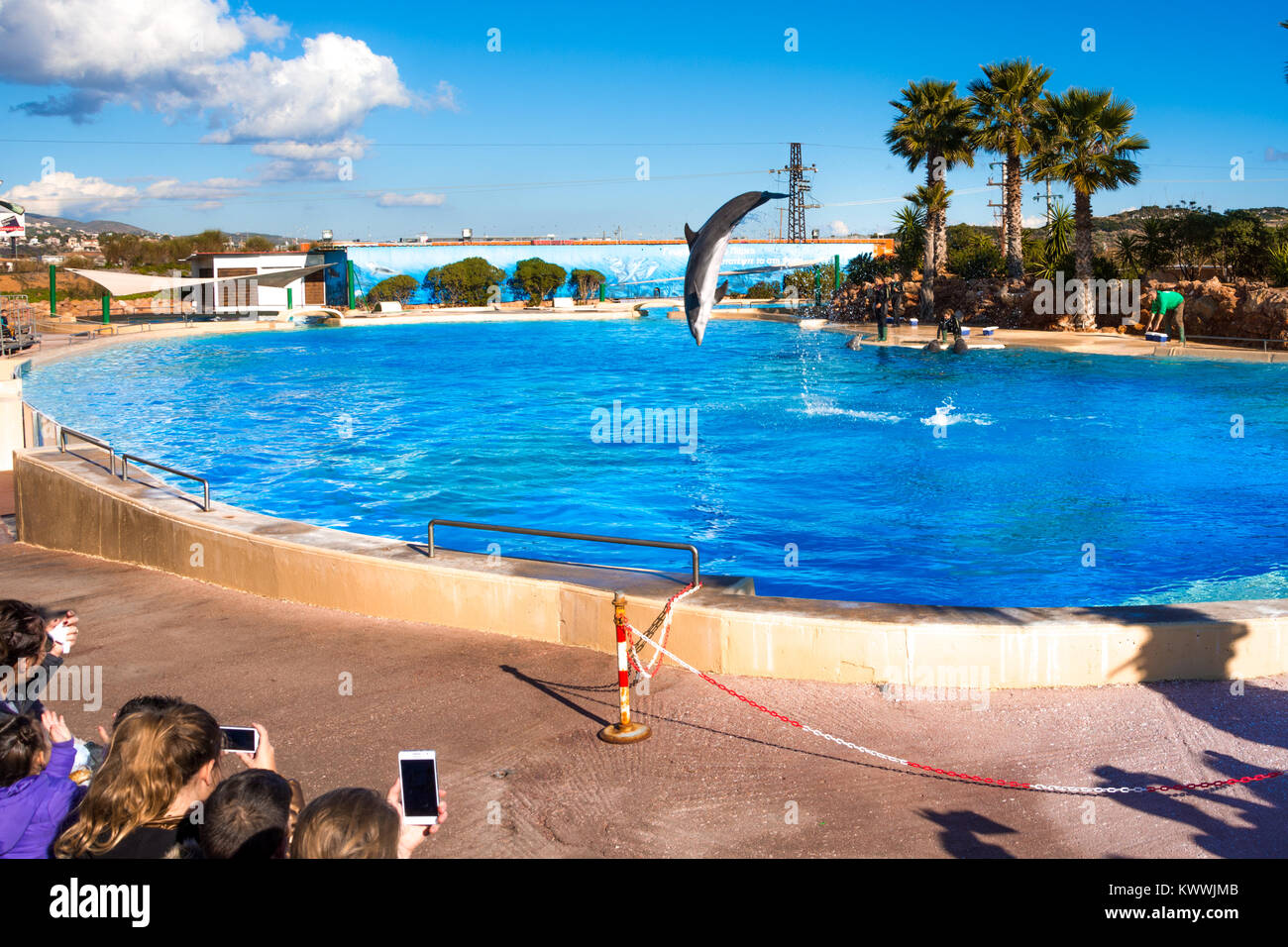 Dolphins at the Attica Zoo park, Athens, Greece Stock Photo - Alamy