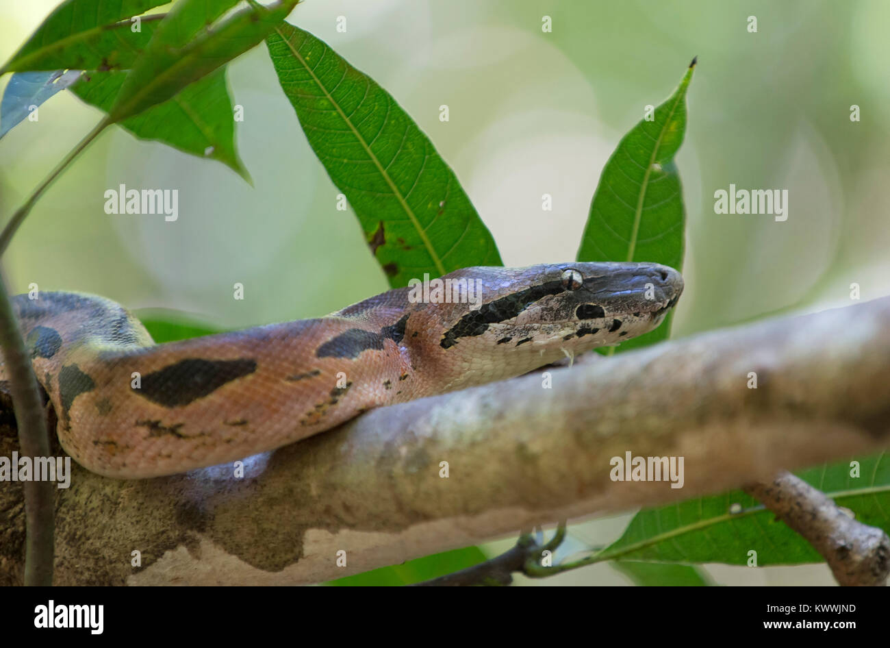 Madagascan boa, Madagascar Ground Boa (Acrantophis madagascariensis ...
