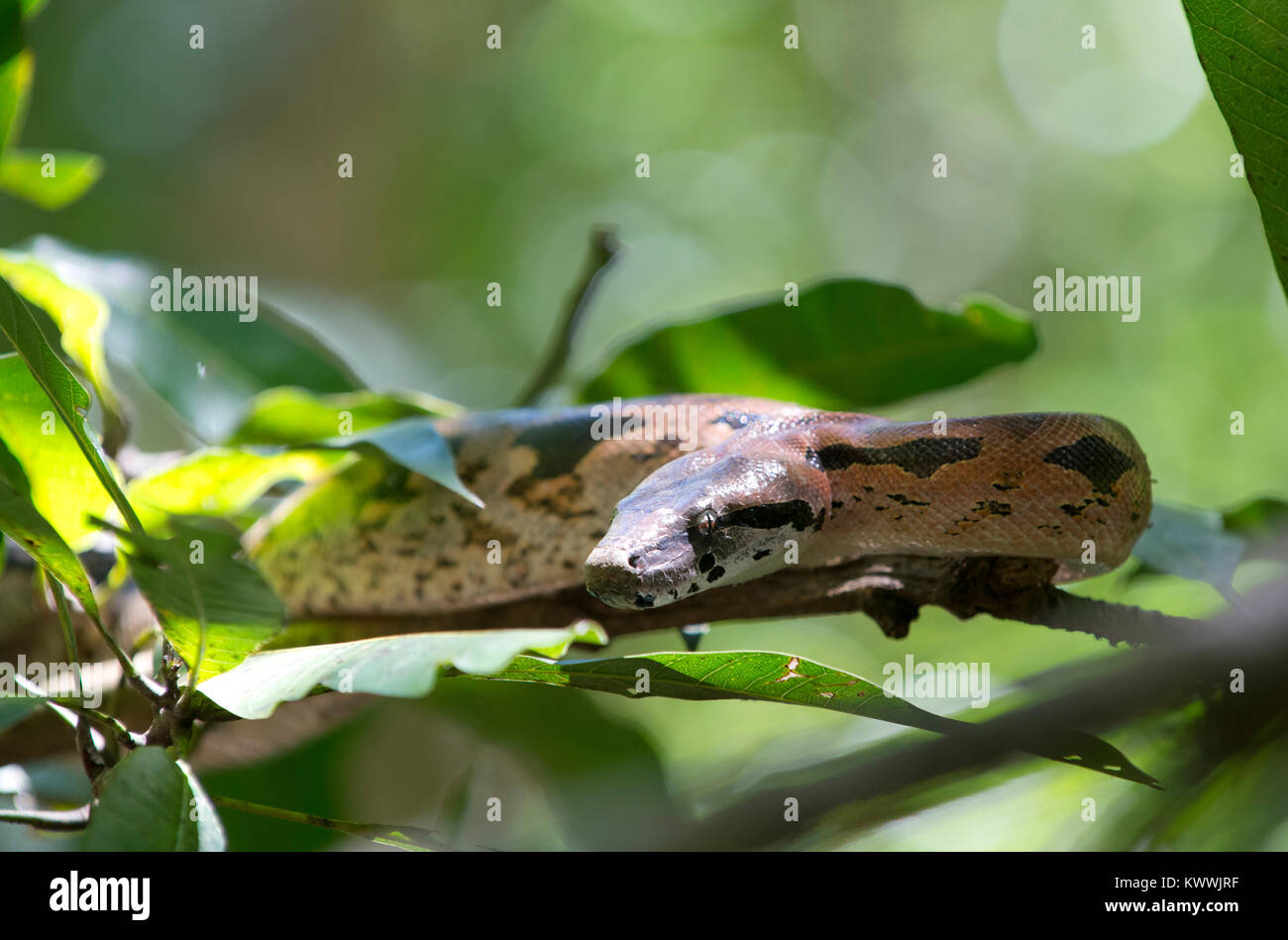 Madagascan boa, Madagascar Ground Boa (Acrantophis madagascariensis ...