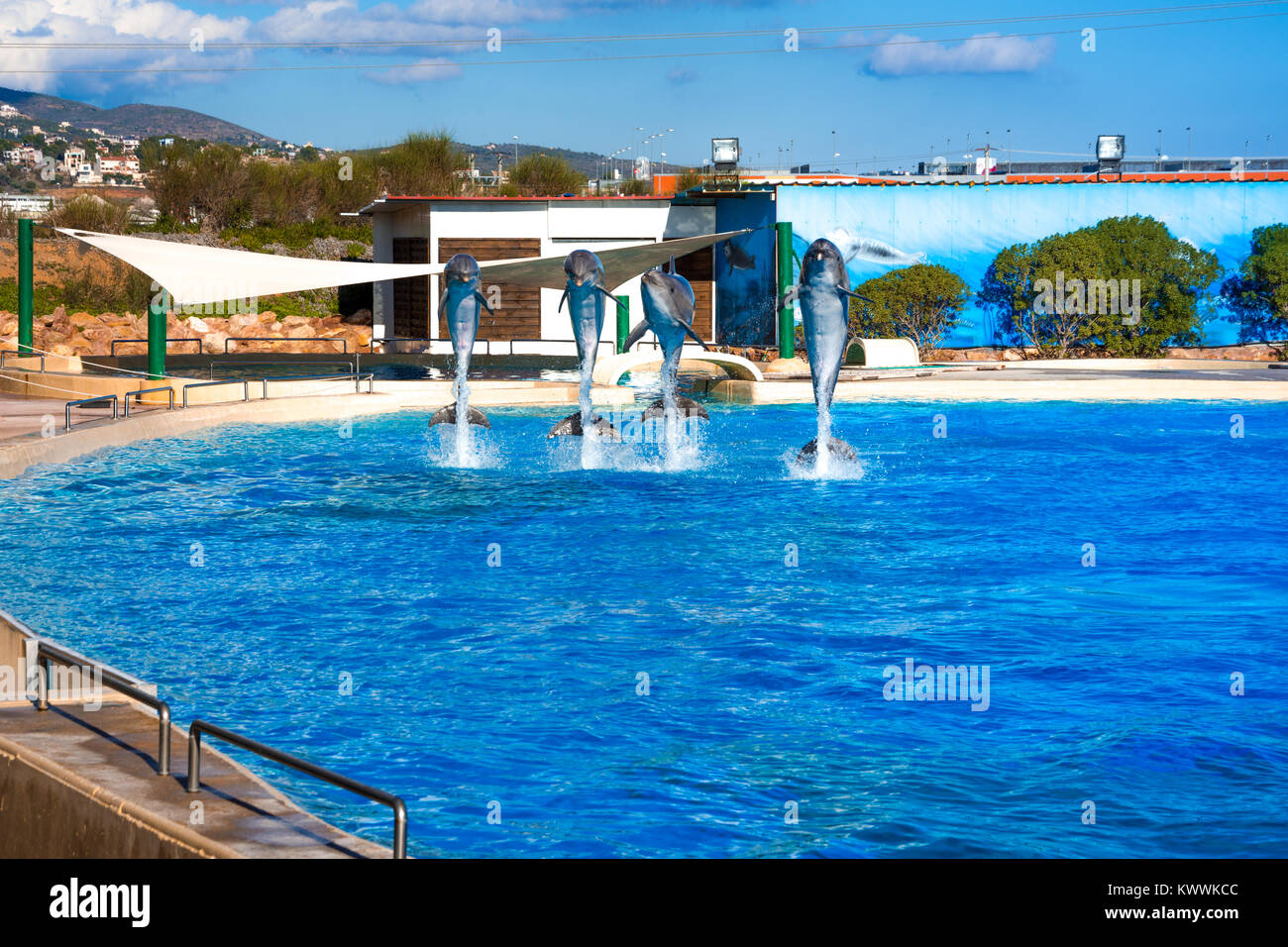 Dolphins at the Attica Zoo park, Athens, Greece Stock Photo - Alamy