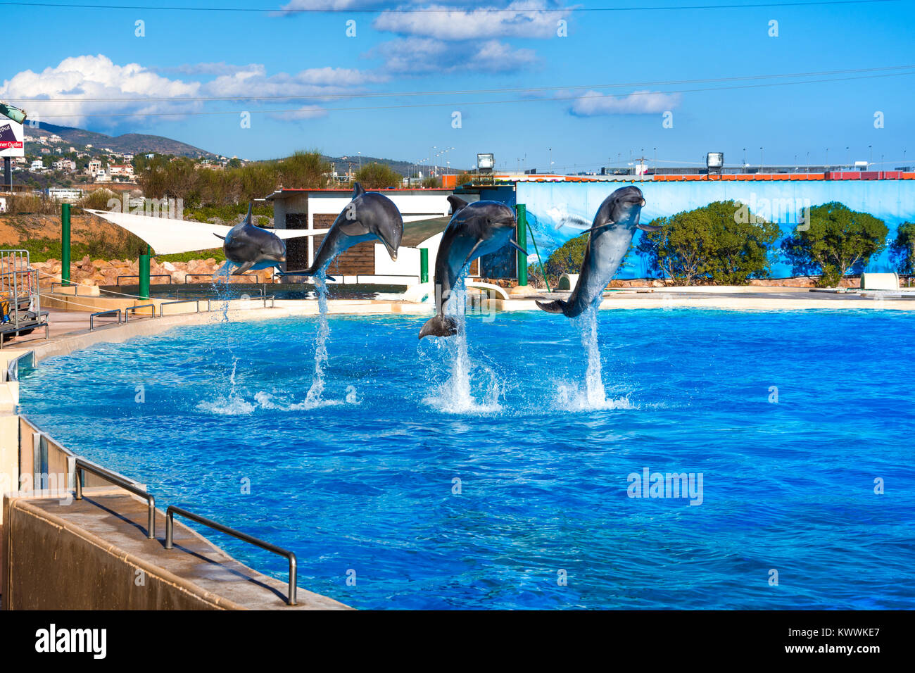 Dolphins at the Attica Zoo park, Athens, Greece Stock Photo - Alamy