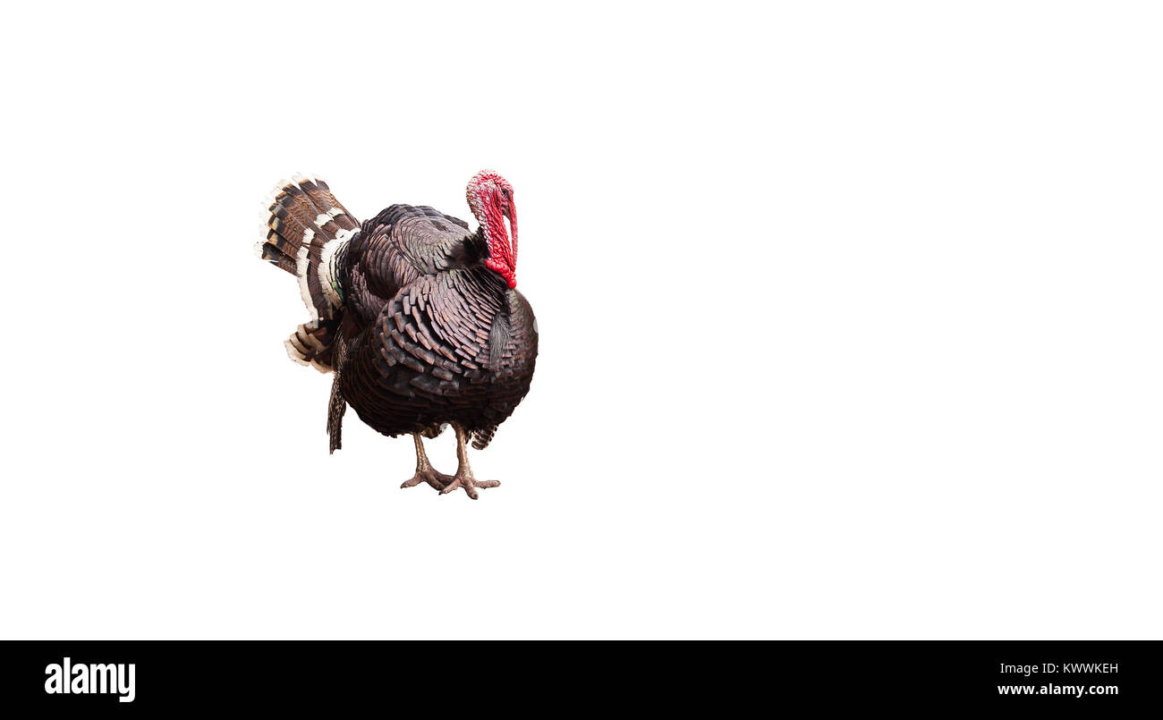 Wattle on male Cut Out Stock Images & Pictures - Alamy