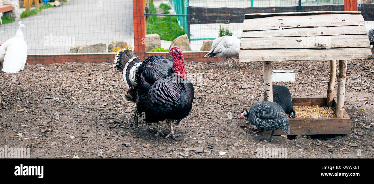 Domestic Turkey with other birds on farm yard. Bronze turkey bird Stock ...