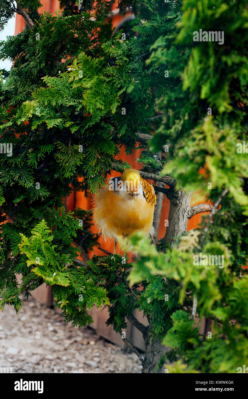 Golden pheasant on green tree. Chinese pheasant orange bird Stock Photo ...