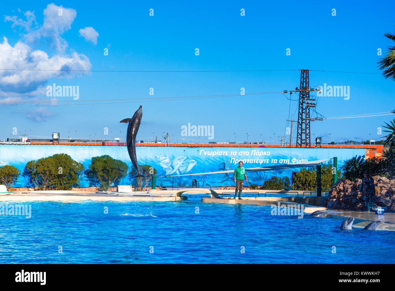 Dolphins at the Attica Zoo park, Athens, Greece Stock Photo - Alamy