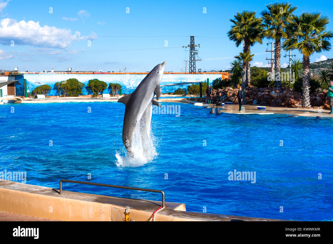 Dolphins at the Attica Zoo park, Athens, Greece Stock Photo - Alamy
