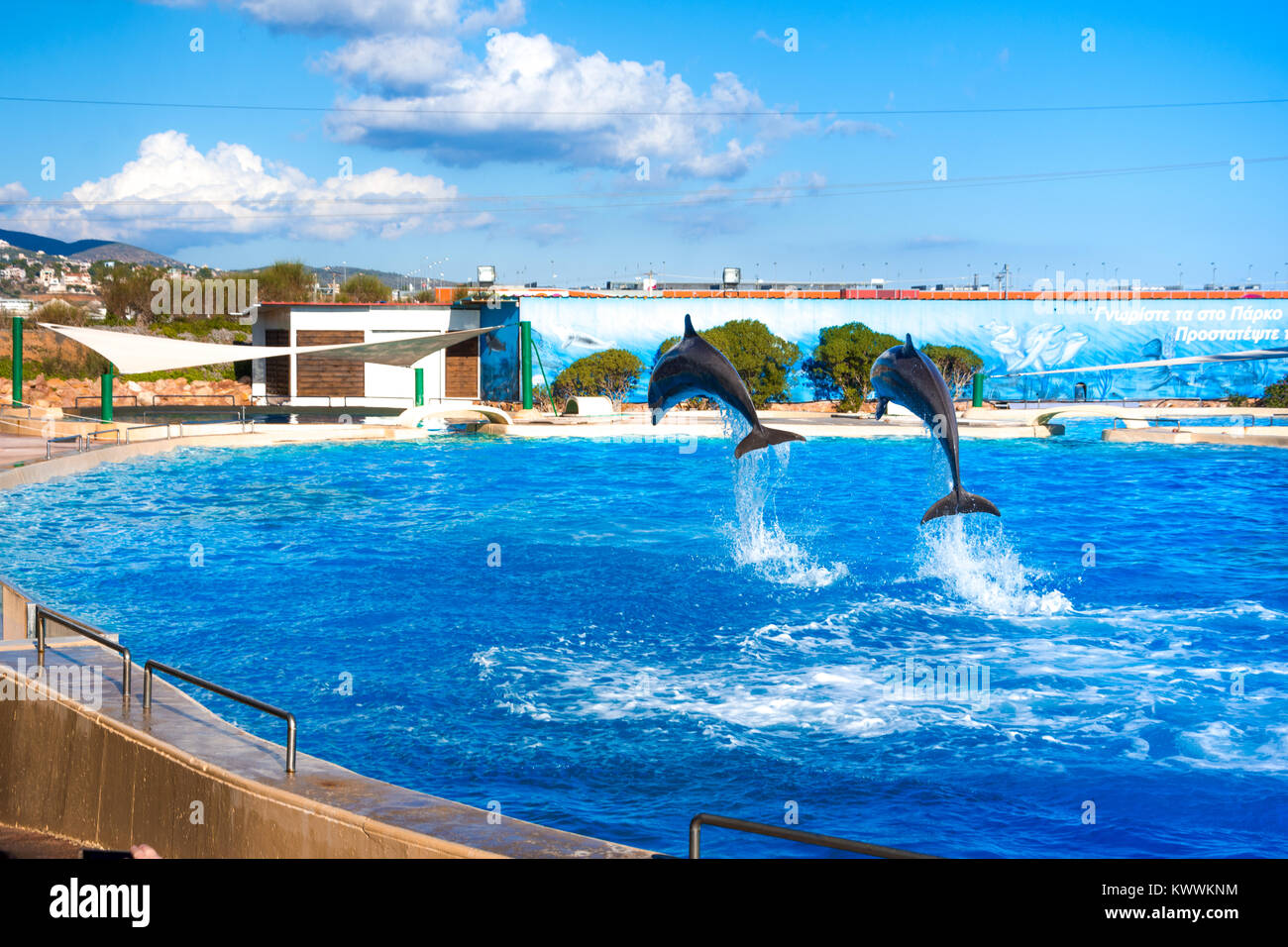 Dolphins at the Attica Zoo park, Athens, Greece Stock Photo - Alamy