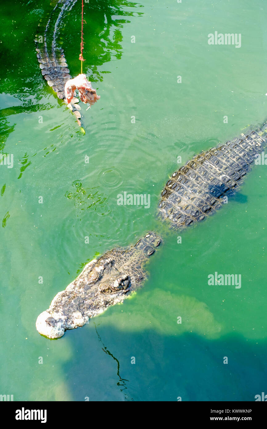 American crocodile feeding hi-res stock photography and images - Alamy