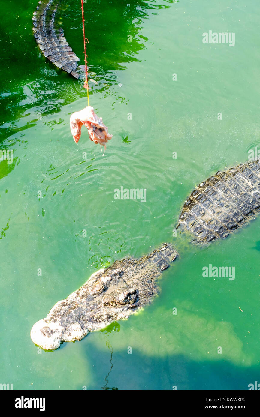 People Feeding Crocodiles High Resolution Stock Photography and Images ...