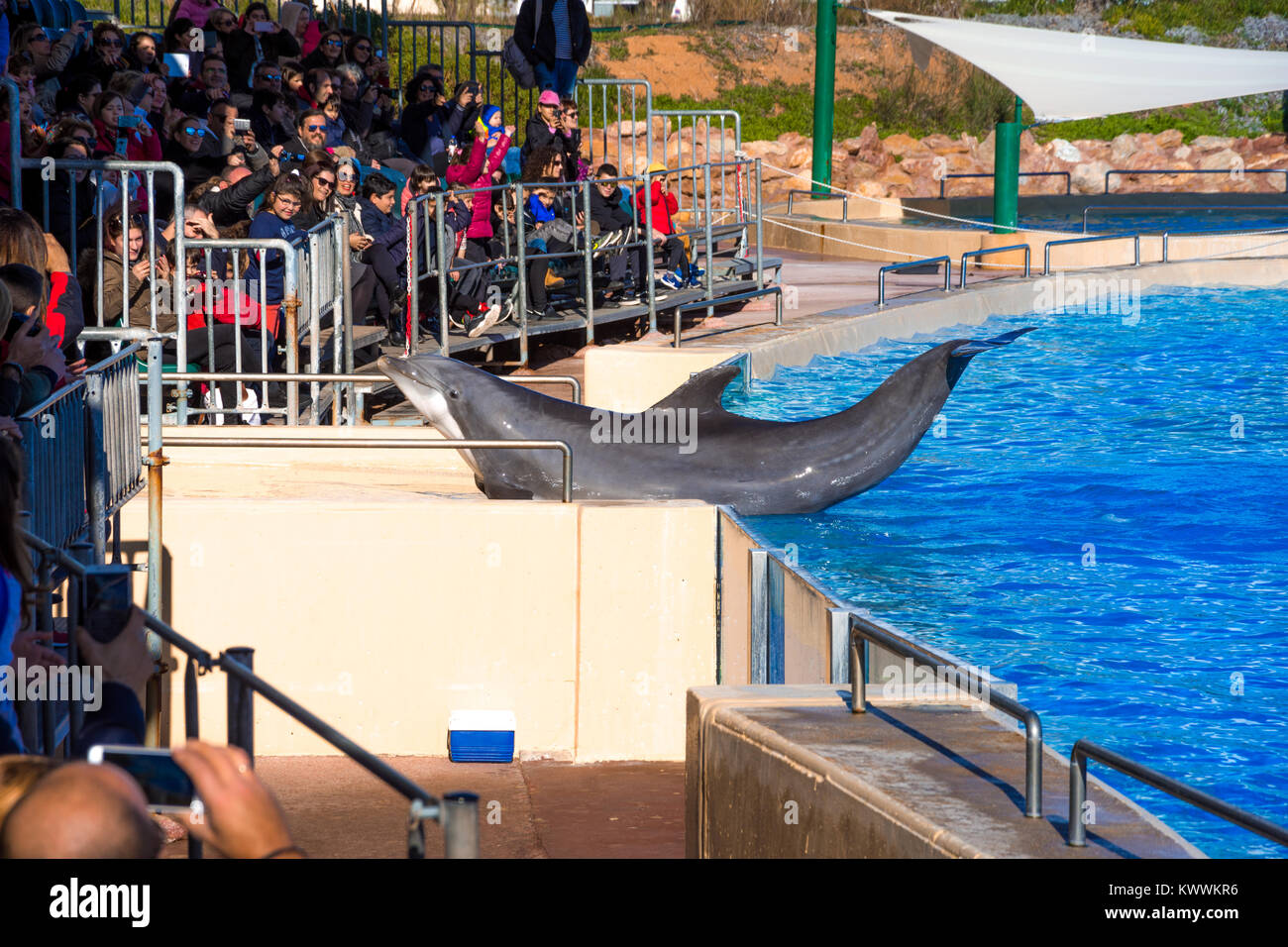 Dolphin show attica zoo hi-res stock photography and images - Alamy