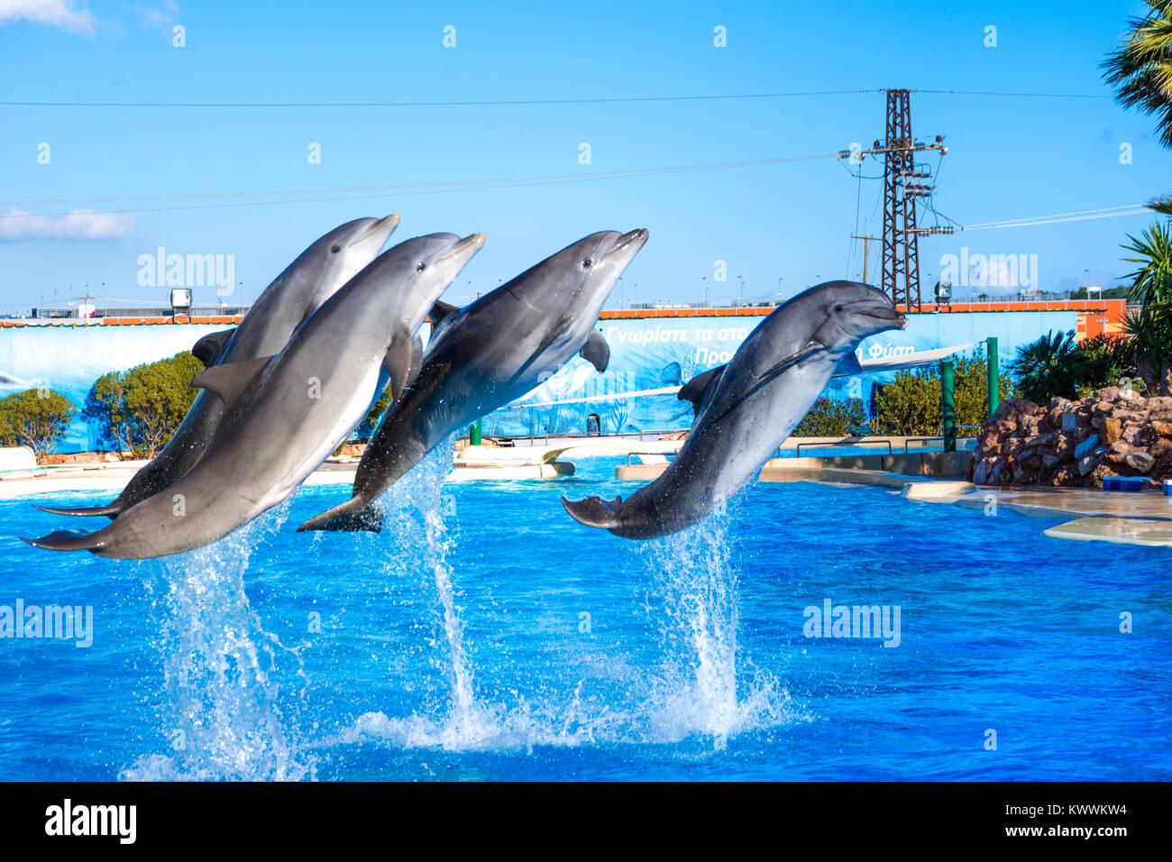 Dolphins at the Attica Zoo park, Athens, Greece Stock Photo - Alamy