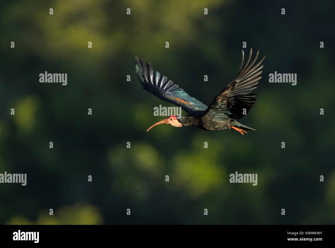 Southern Bald Ibises (Geronticus calvus) adult in flight Stock Photo ...