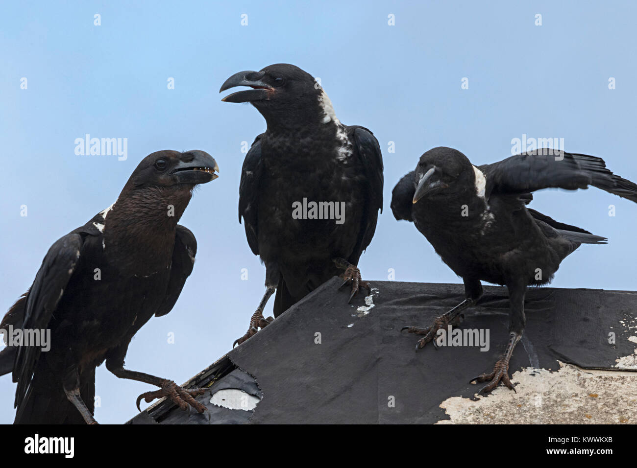 Juvenile raven hi-res stock photography and images - Alamy