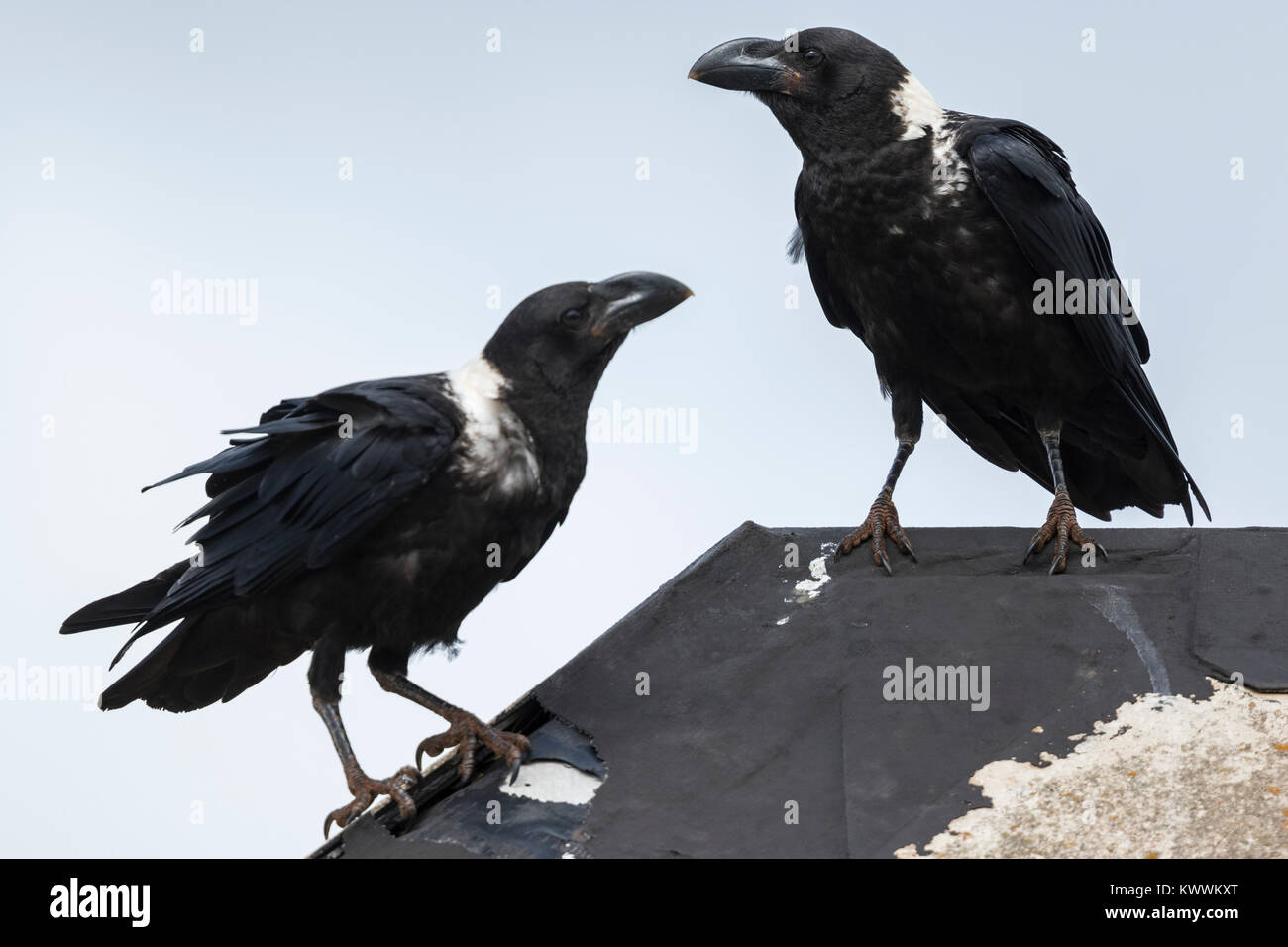 White-necked Ravens (Corvus albicollis) two juveniles Stock Photo - Alamy