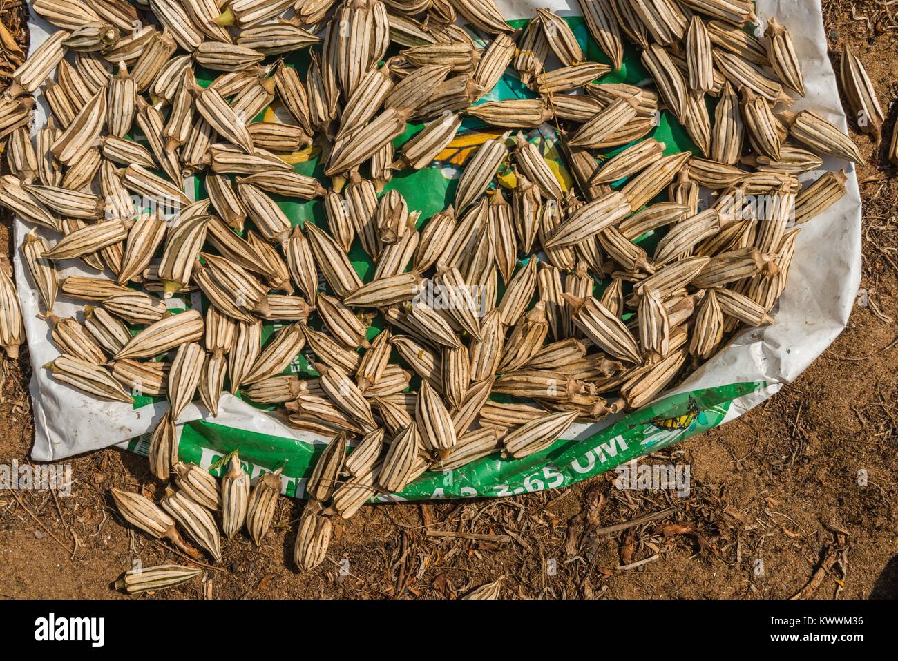 Okra farming hi-res stock photography and images - Alamy