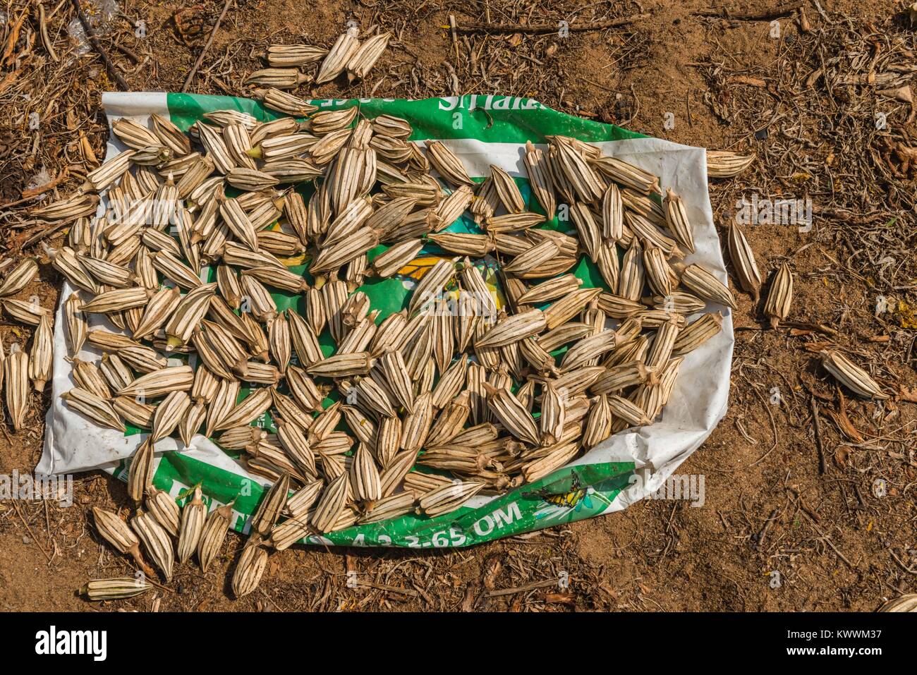 Okra or Okro fruits from the fields of farmer Gideon Agbodzi, Ghana ...