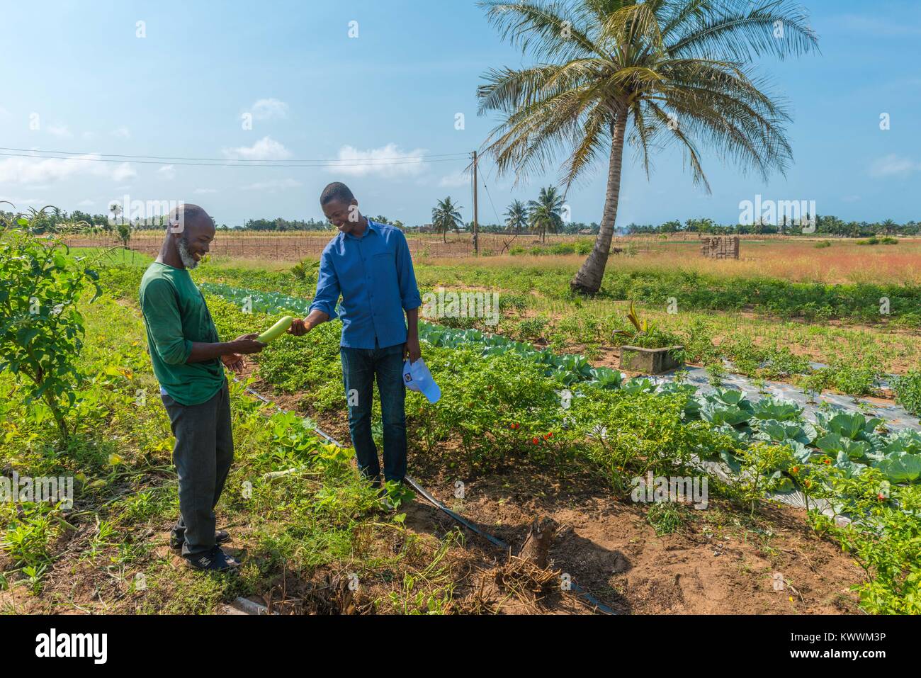 Farming in Ghana, irrgated fields of farmer Gideon Agbodzi (l) showing ...