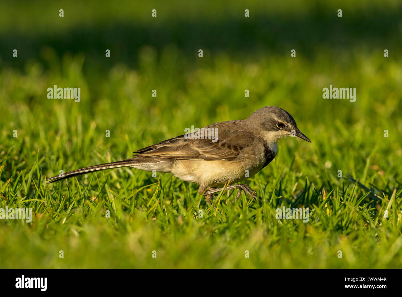 Cape Wagtail (Motacilla capensis) walking on the ground, Motacillidae ...