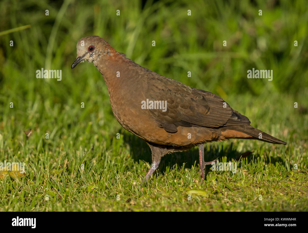 Eastern Lemon Dove (Aplopelia larvata) walking on the ground Stock ...