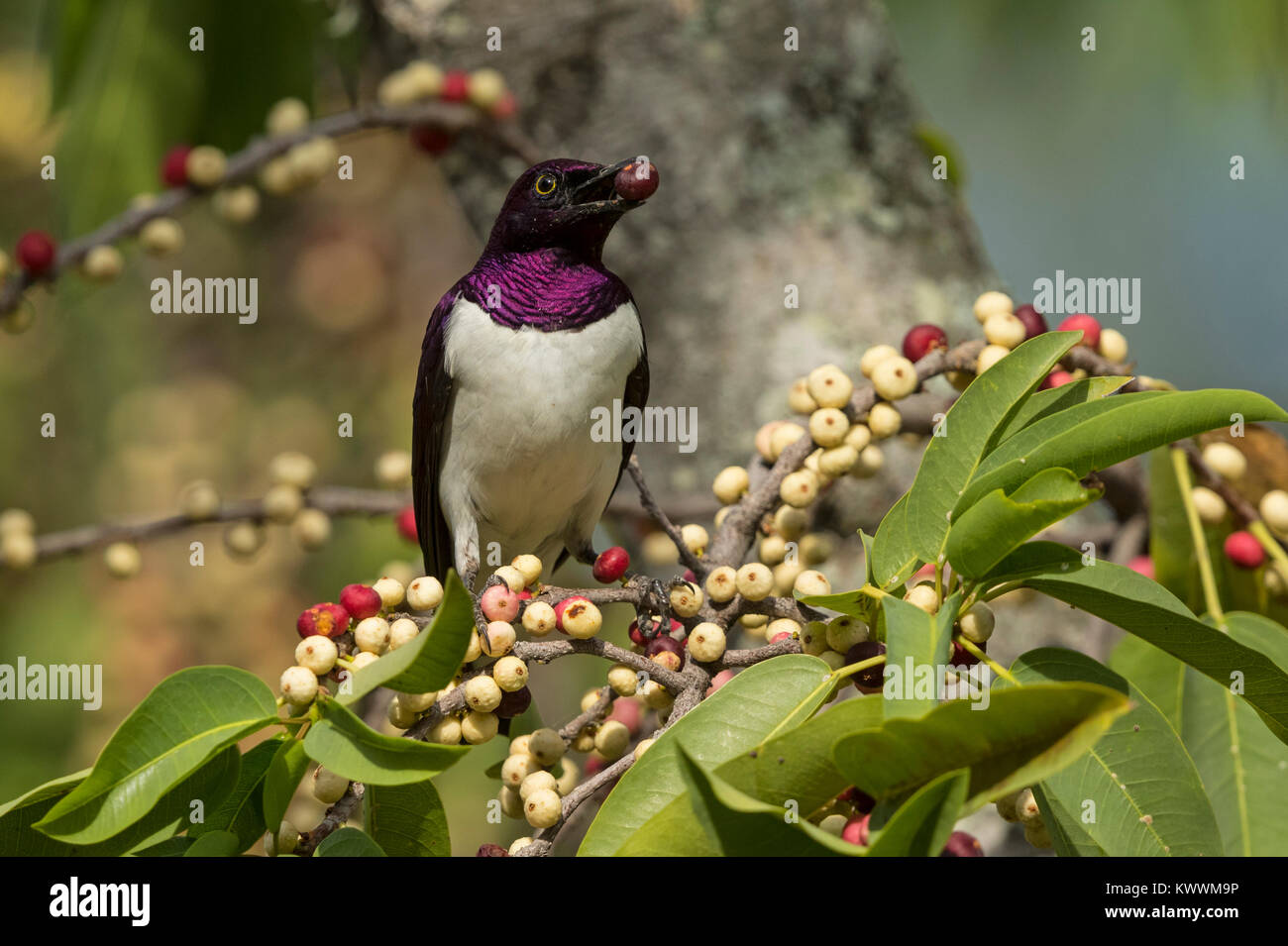 Violet-backed Starling (Cinnyricinclus leucogaster ssp. verreauxi ...