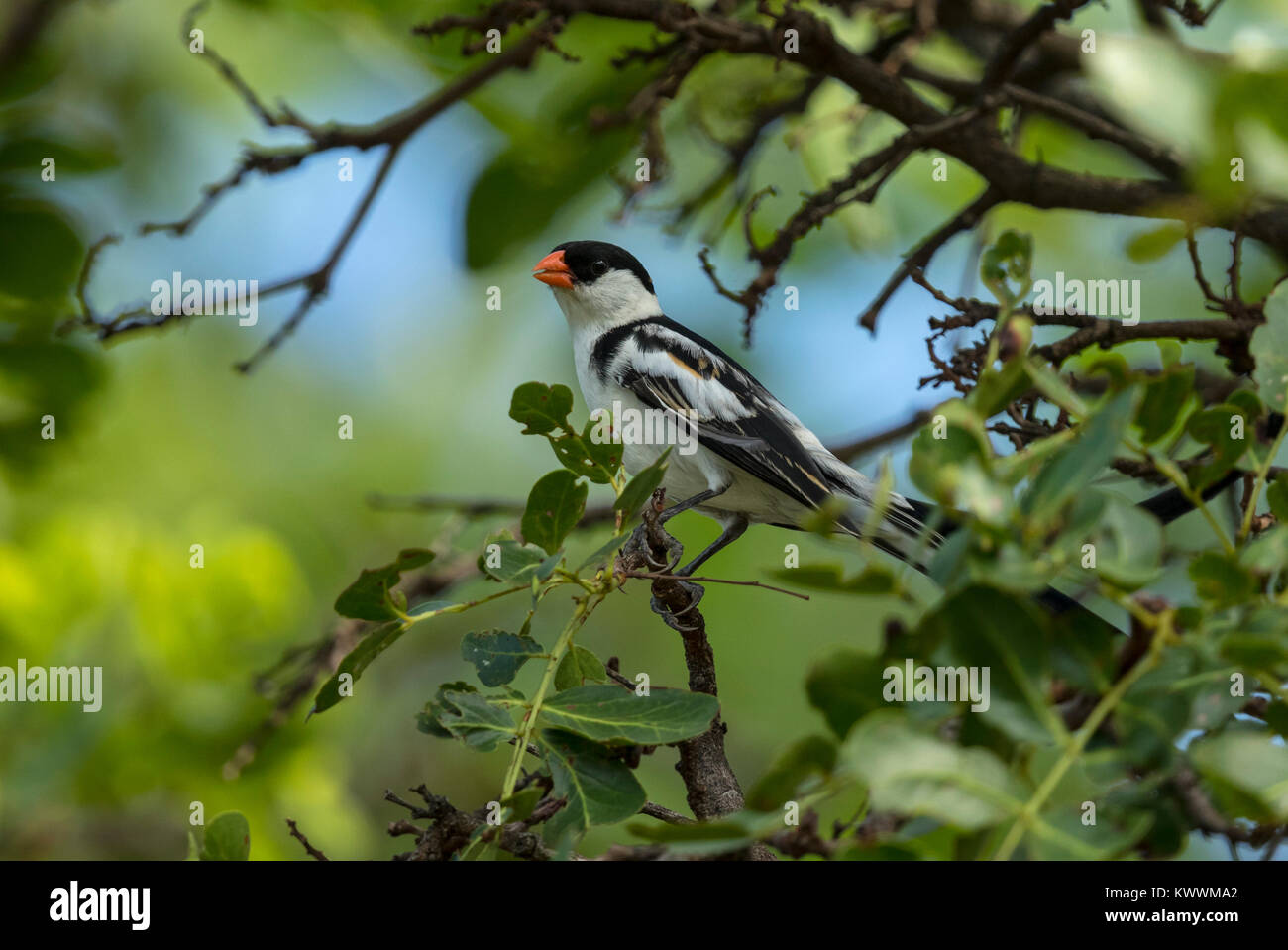 Pin-tailed Whydah (Vidua macroura), male perched in a tree, Viduidae ...